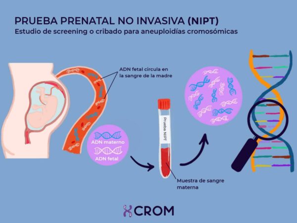 El NIPT o prueba prenatal no invasiva: ¿un estudio recomendado para todos y todas? - CROM ...