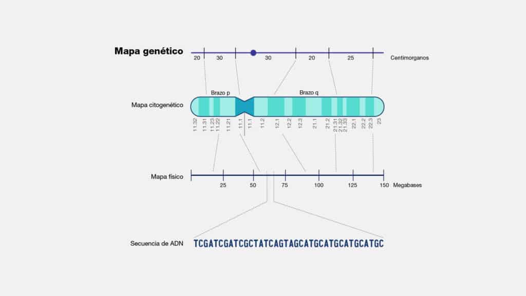 Mapa genetico – CROM – Instituto de Citogenética Humana