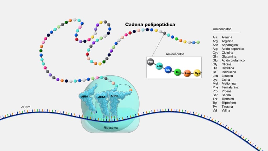 Peptido – CROM – Instituto de Citogenética Humana