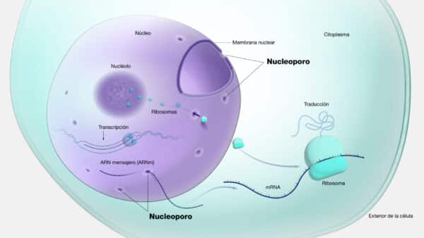Poro nuclear – CROM – Instituto de Citogenética Humana