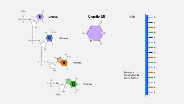 Uracilo – CROM – Instituto de Citogenética Humana